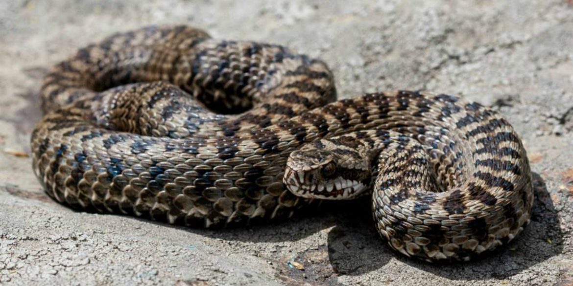 La vipera: quanto la si conosce realmente?