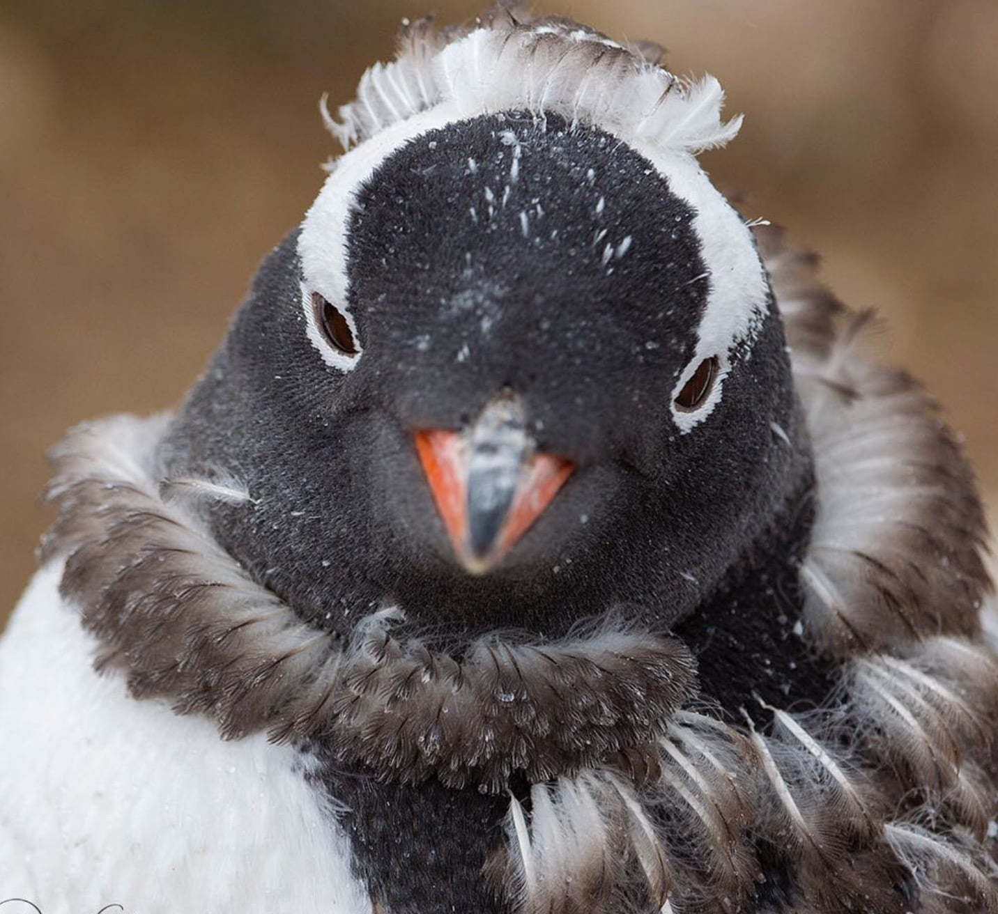 La lista dei 20 fatti davvero curiosi sui pinguini