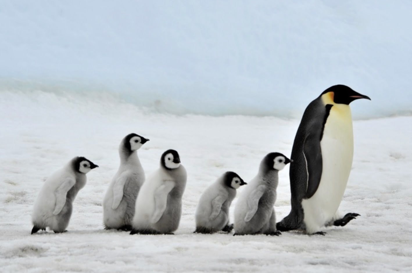 La lista dei 20 fatti davvero curiosi sui pinguini