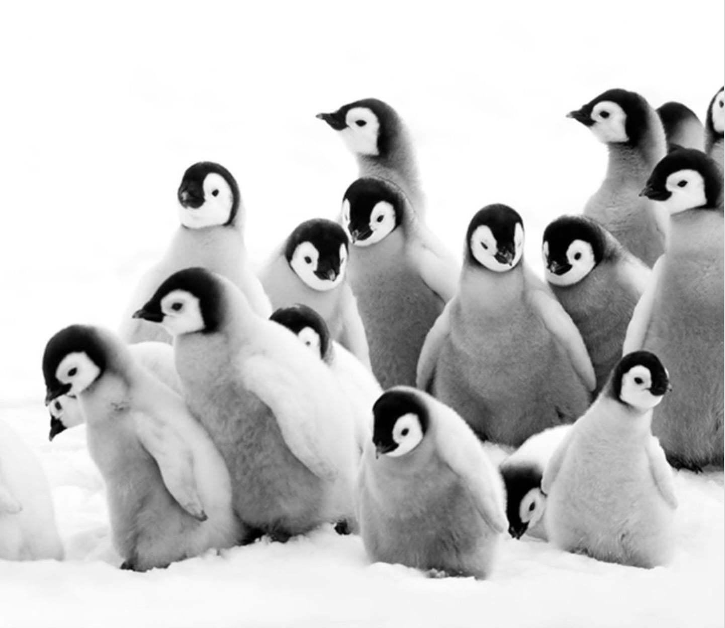 La lista dei 20 fatti davvero curiosi sui pinguini