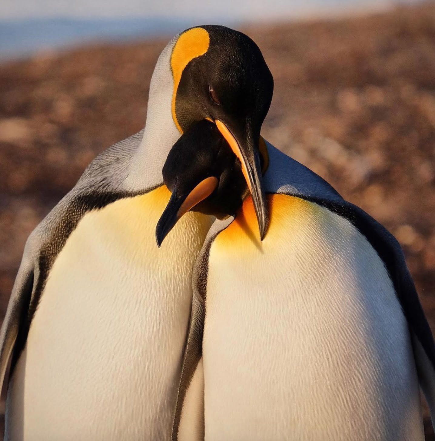 La lista dei 20 fatti davvero curiosi sui pinguini