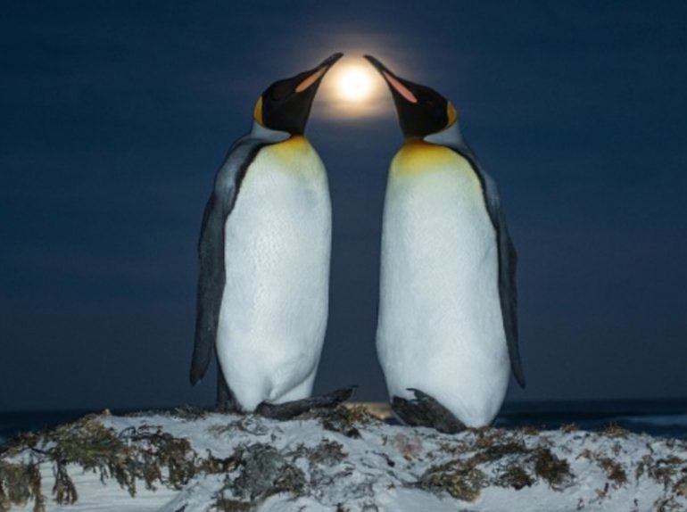 La lista dei 20 fatti davvero curiosi sui pinguini