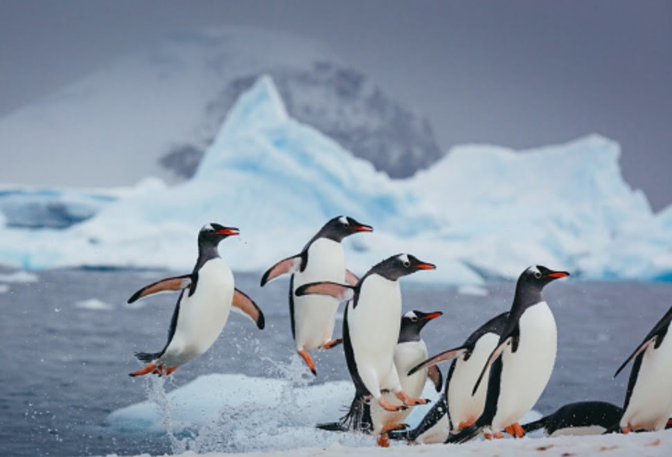 La lista dei 20 fatti davvero curiosi sui pinguini
