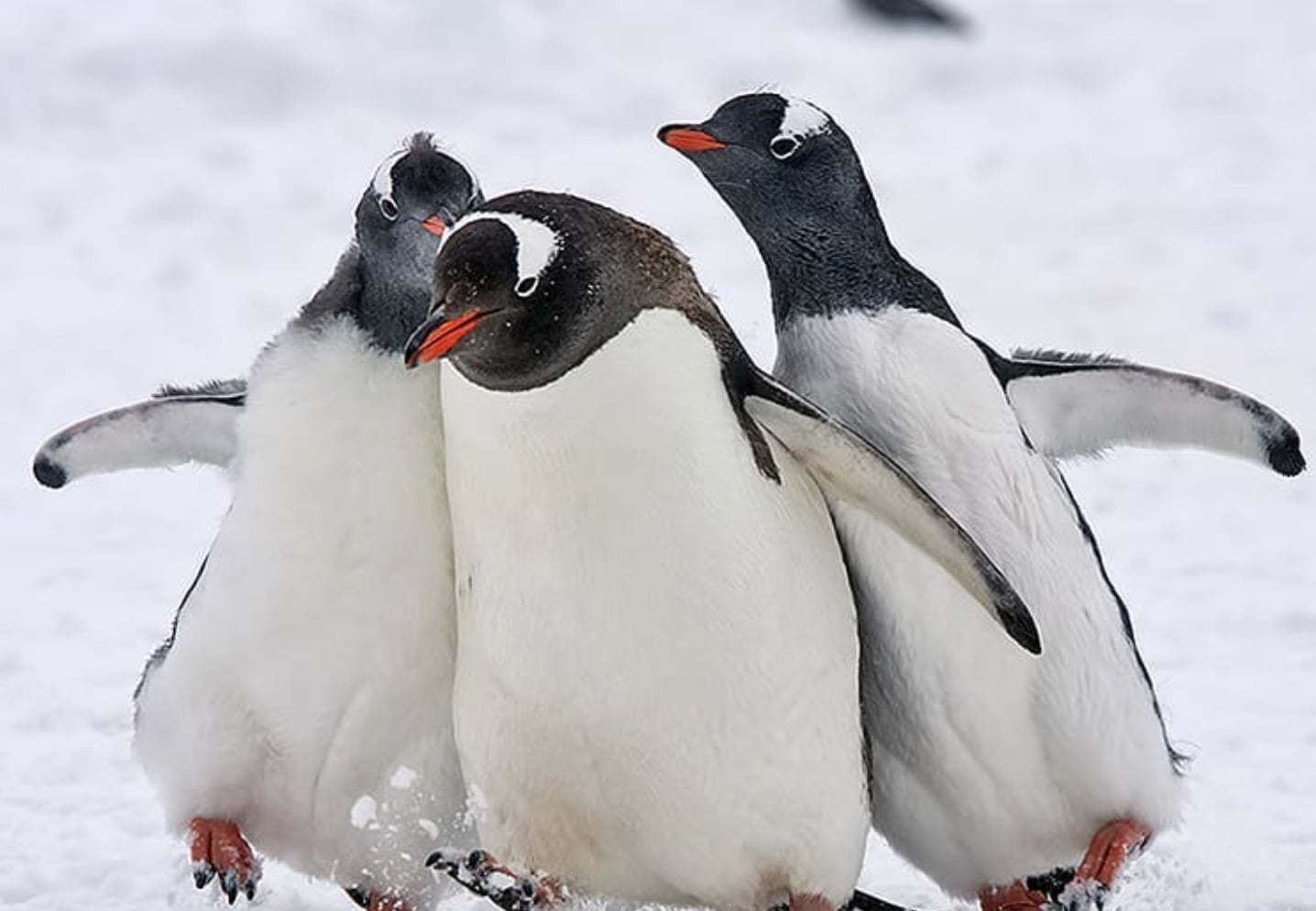 La lista dei 20 fatti davvero curiosi sui pinguini