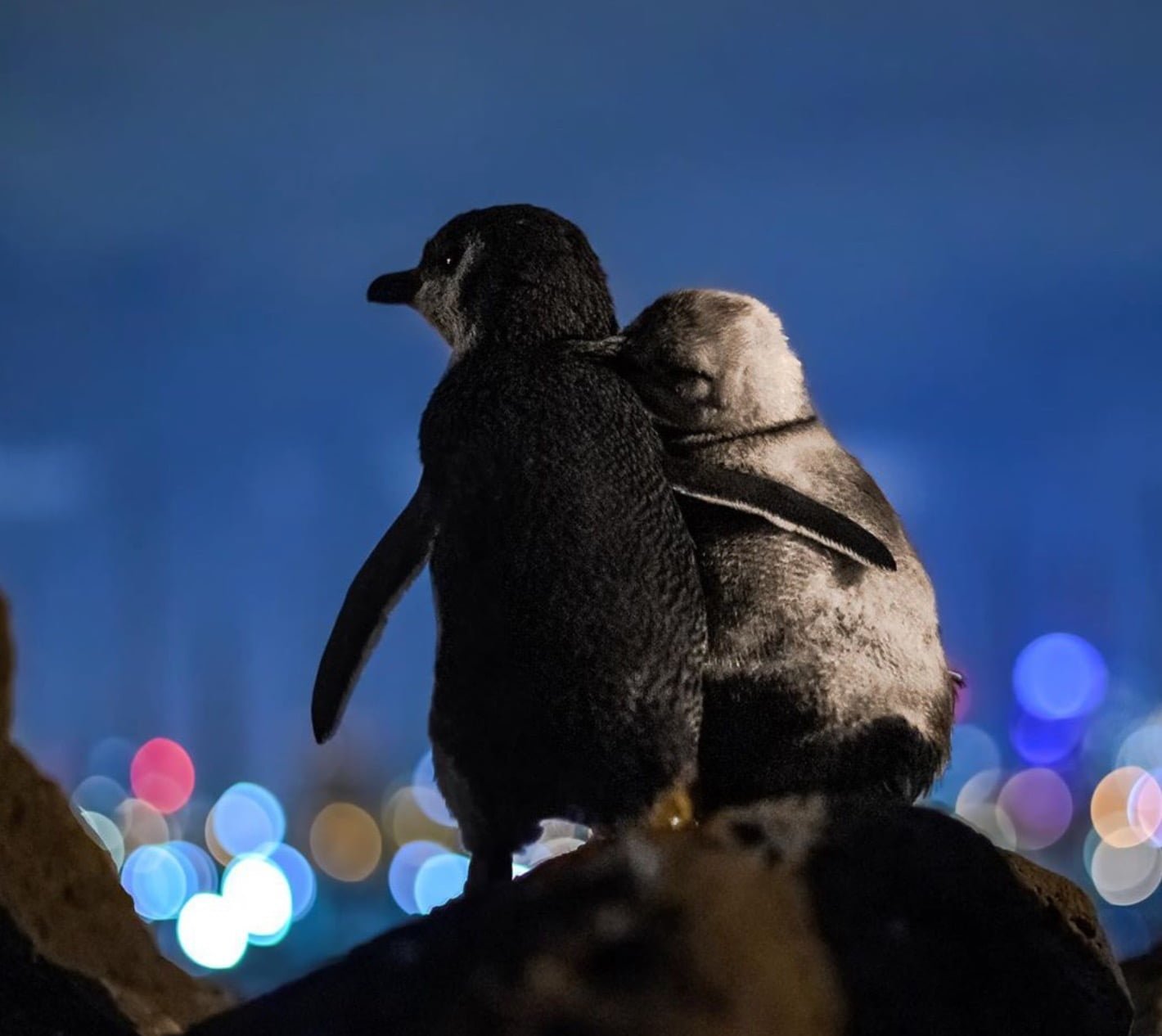 La lista dei 20 fatti davvero curiosi sui pinguini