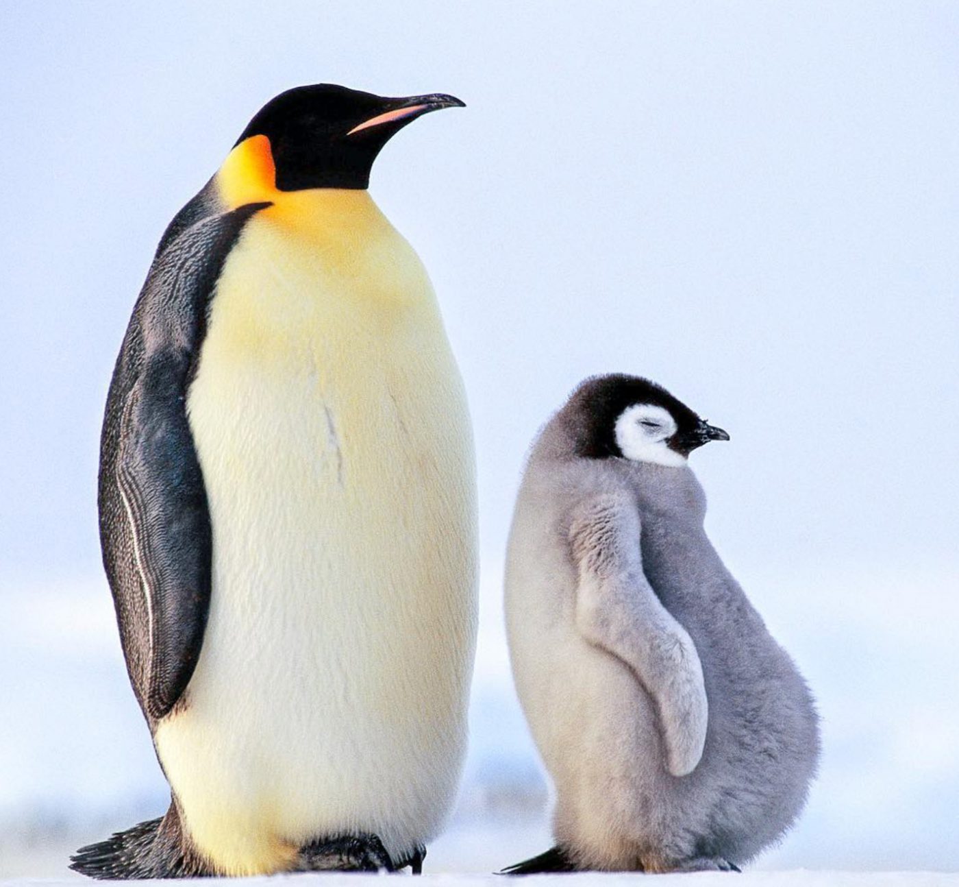 La lista dei 20 fatti davvero curiosi sui pinguini