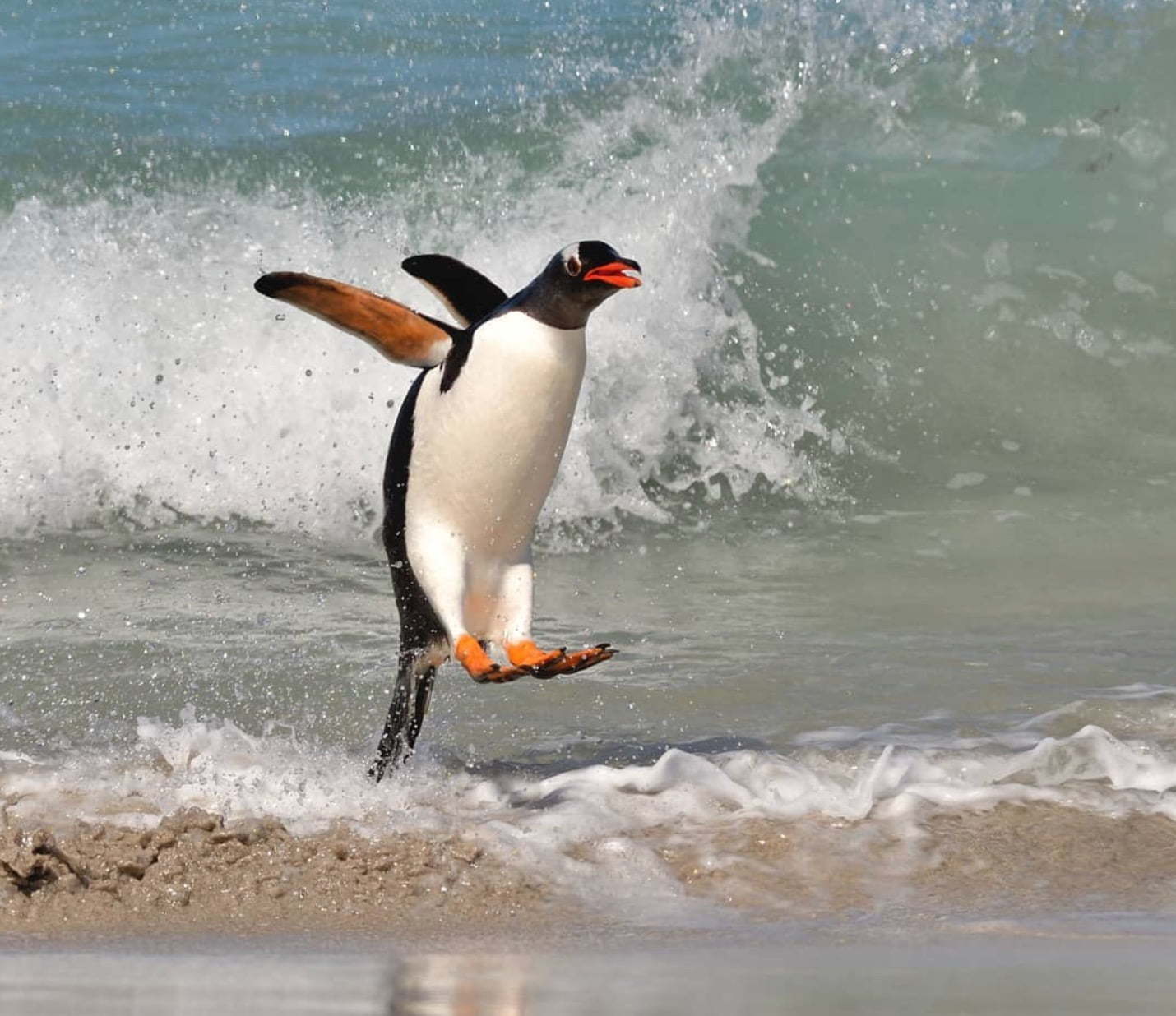 La lista dei 20 fatti davvero curiosi sui pinguini