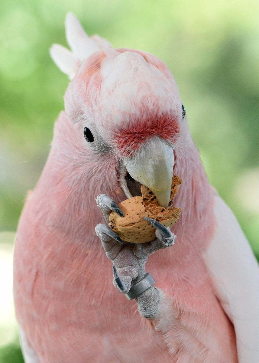 Il pappagallo di uno zoo dice parolacce e insulta i visitatori